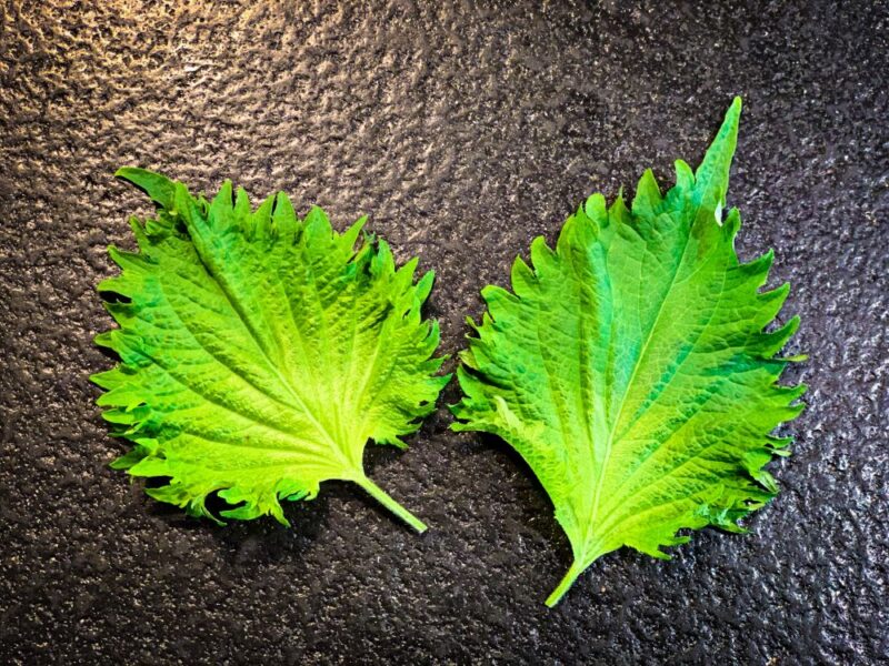 Deconstructed poke bowl met tonijn, groen shisoblad en ingelegde ...