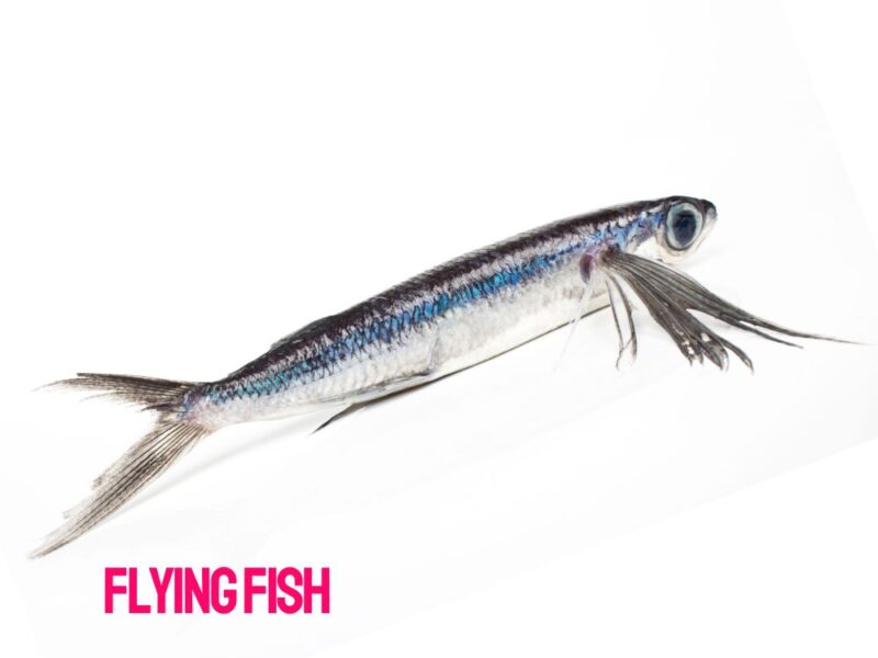 National Dishes Nr. 14/196 – BARBADOS – Flying Fish en CouCou - Vinissima
